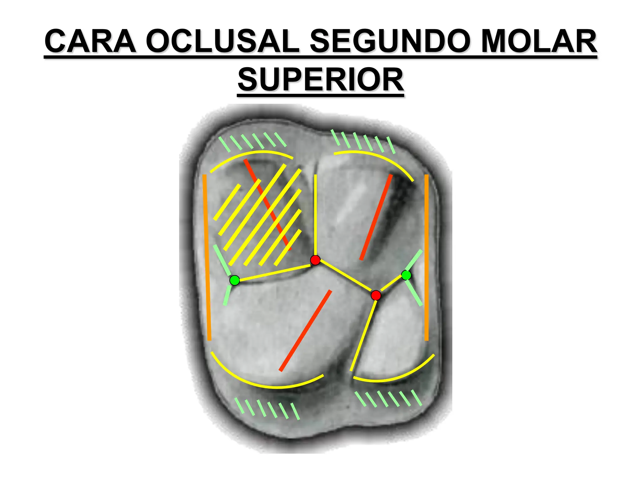 anatomia y MORFOLOGIA DENTARIA de los dientes permanentes | PDF