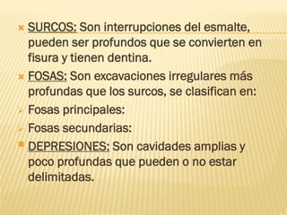 anatomia y MORFOLOGIA DENTARIA de los dientes permanentes | PDF