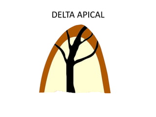 anatomia y MORFOLOGIA DENTARIA de los dientes permanentes | PDF