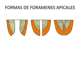 anatomia y MORFOLOGIA DENTARIA de los dientes permanentes | PDF