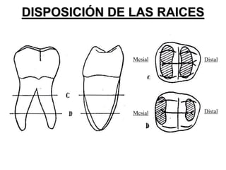 anatomia y MORFOLOGIA DENTARIA de los dientes permanentes | PDF