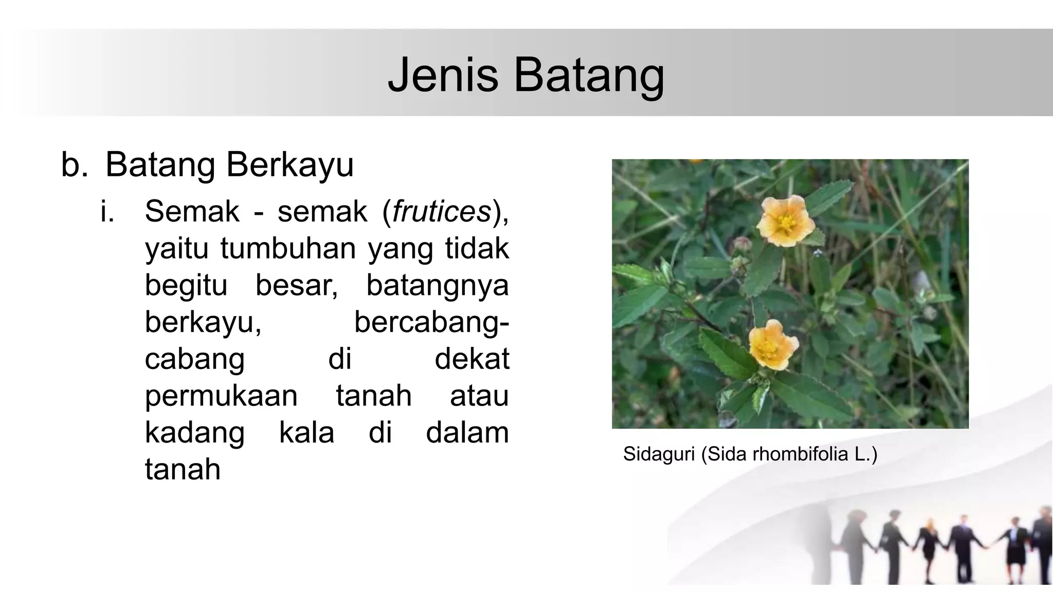 3 Morfologi Batang.pptx