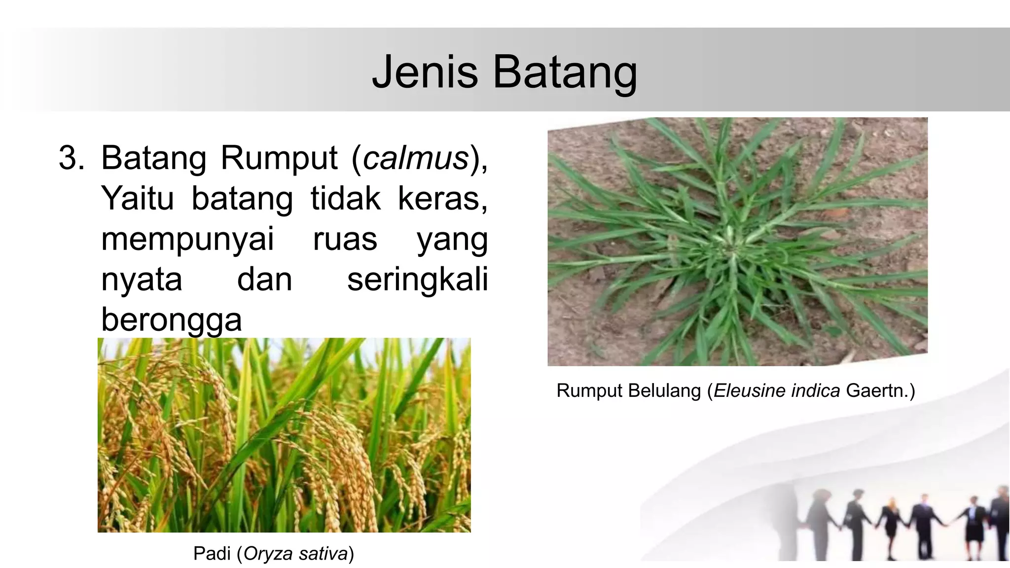 3 Morfologi Batang.pptx