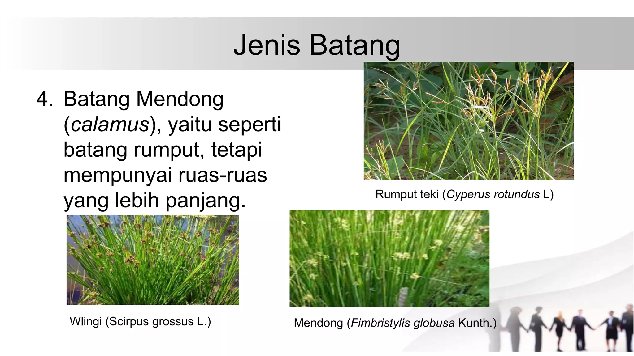 3 Morfologi Batang.pptx