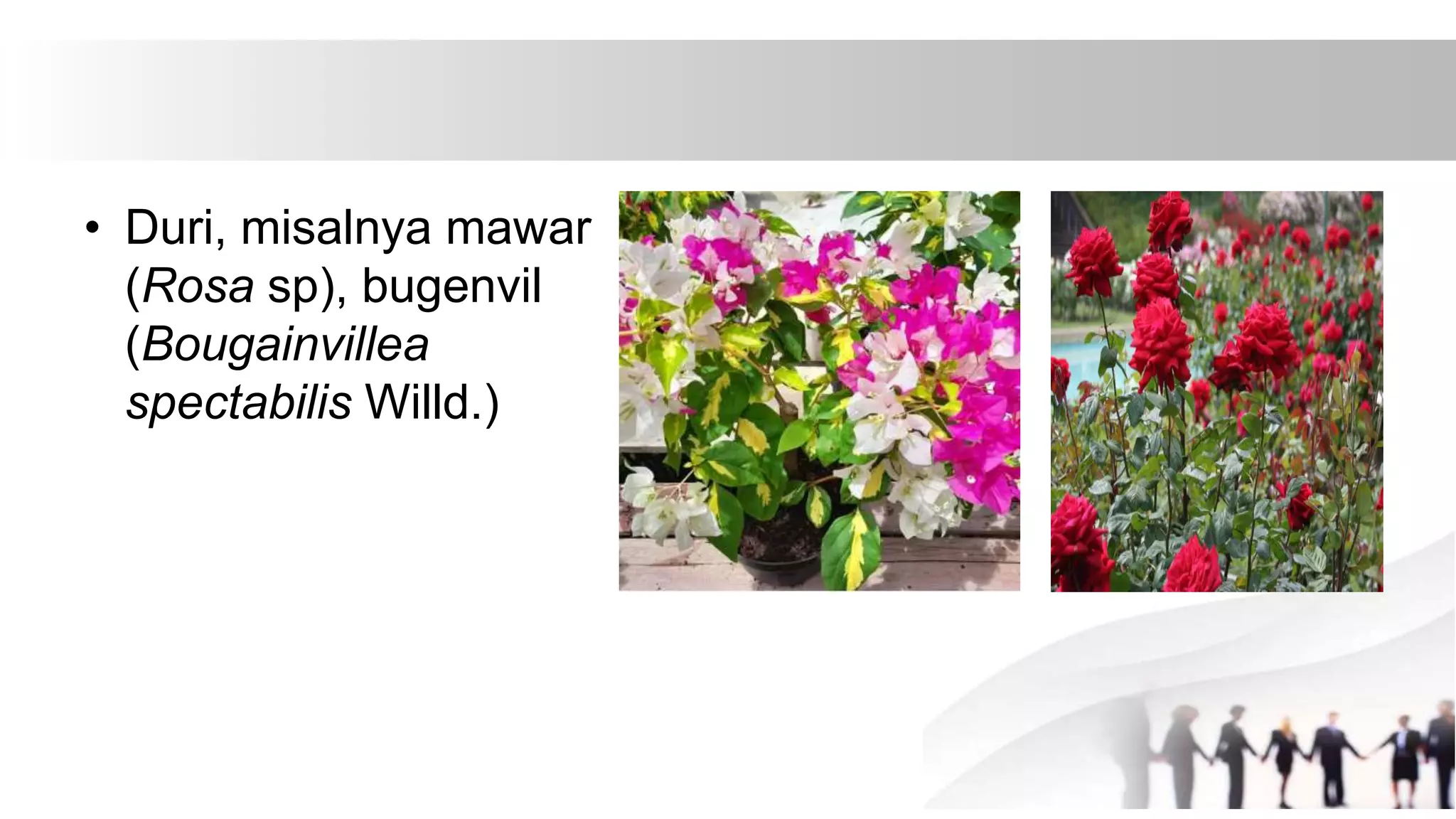 3 Morfologi Batang.pptx