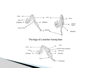 3 MORPHOLOGY AND ANATOMY OF HONEY BEE (1).pptx
