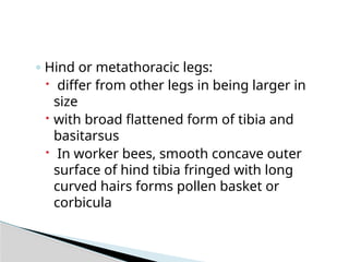 3 MORPHOLOGY AND ANATOMY OF HONEY BEE (1).pptx