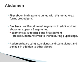 3 MORPHOLOGY AND ANATOMY OF HONEY BEE (1).pptx