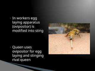 3 MORPHOLOGY AND ANATOMY OF HONEY BEE (1).pptx