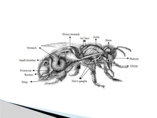 3 MORPHOLOGY AND ANATOMY OF HONEY BEE (1).pptx