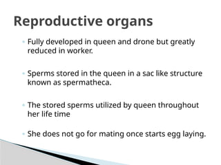 3 MORPHOLOGY AND ANATOMY OF HONEY BEE (1).pptx