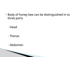 3 MORPHOLOGY AND ANATOMY OF HONEY BEE (1).pptx