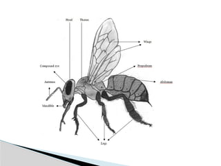 3 MORPHOLOGY AND ANATOMY OF HONEY BEE (1).pptx