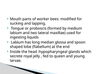 3 MORPHOLOGY AND ANATOMY OF HONEY BEE (1).pptx