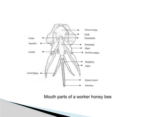 3 MORPHOLOGY AND ANATOMY OF HONEY BEE (1).pptx