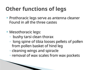 3 MORPHOLOGY AND ANATOMY OF HONEY BEE (1).pptx