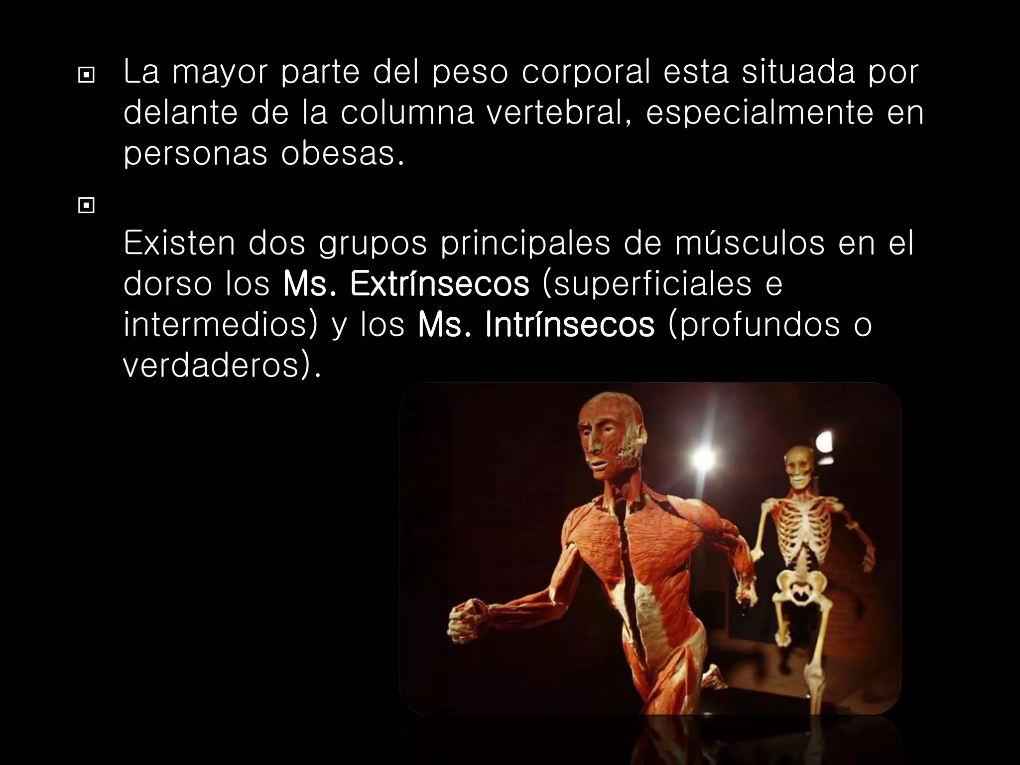 músculos del dorso | PPT