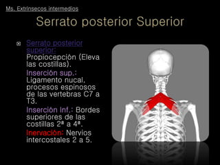 músculos del dorso | PPTX