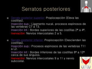 músculos del dorso | PPTX