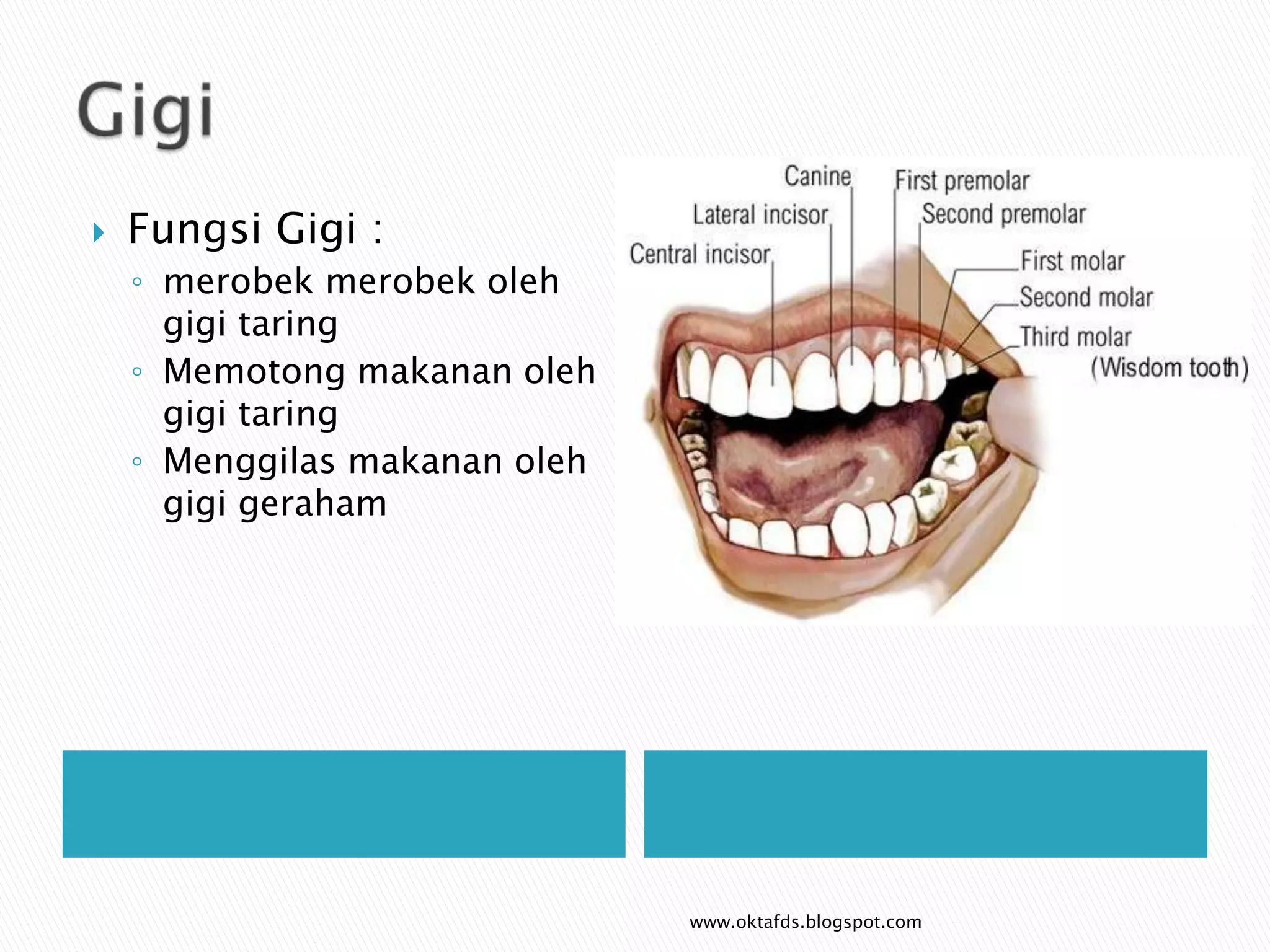 3 mulut kerongkongan lambung | PPTX