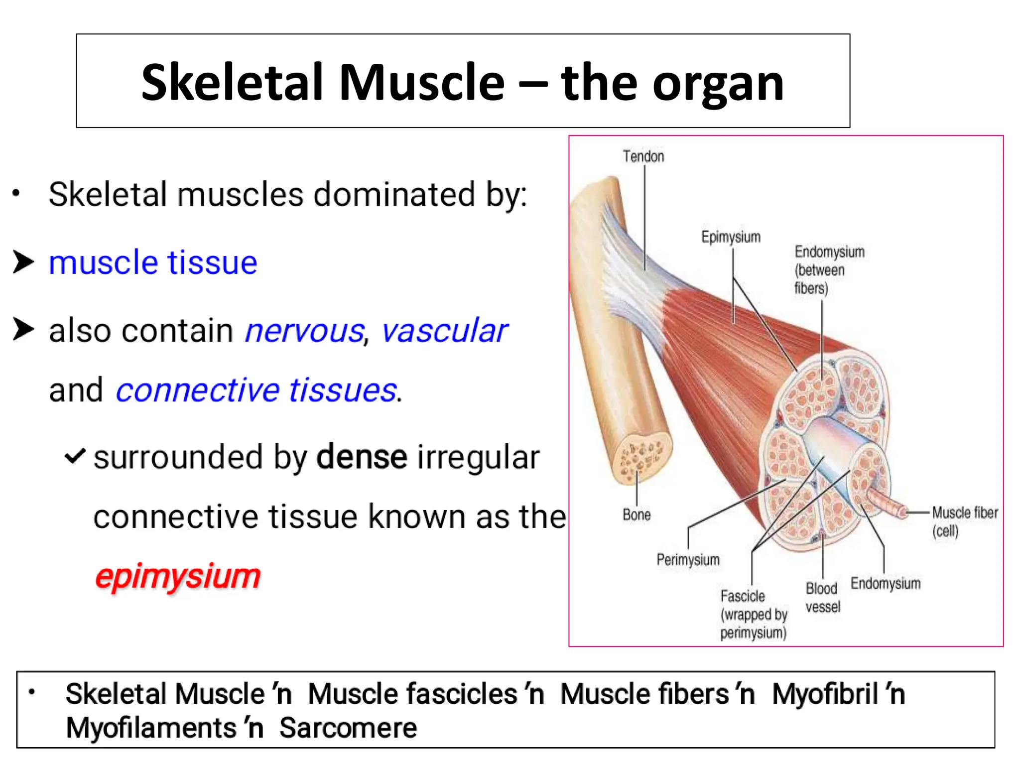 Muscle Physiology muscle is important tissue in maintenance of body ...