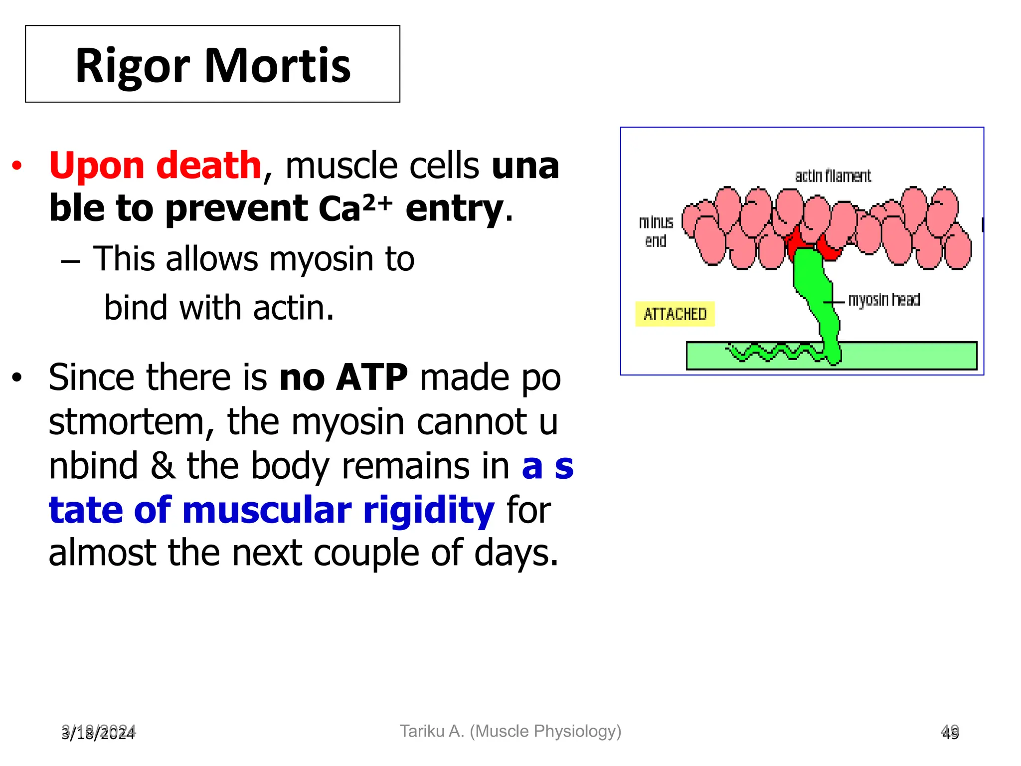 Muscle Physiology muscle is important tissue in maintenance of body ...