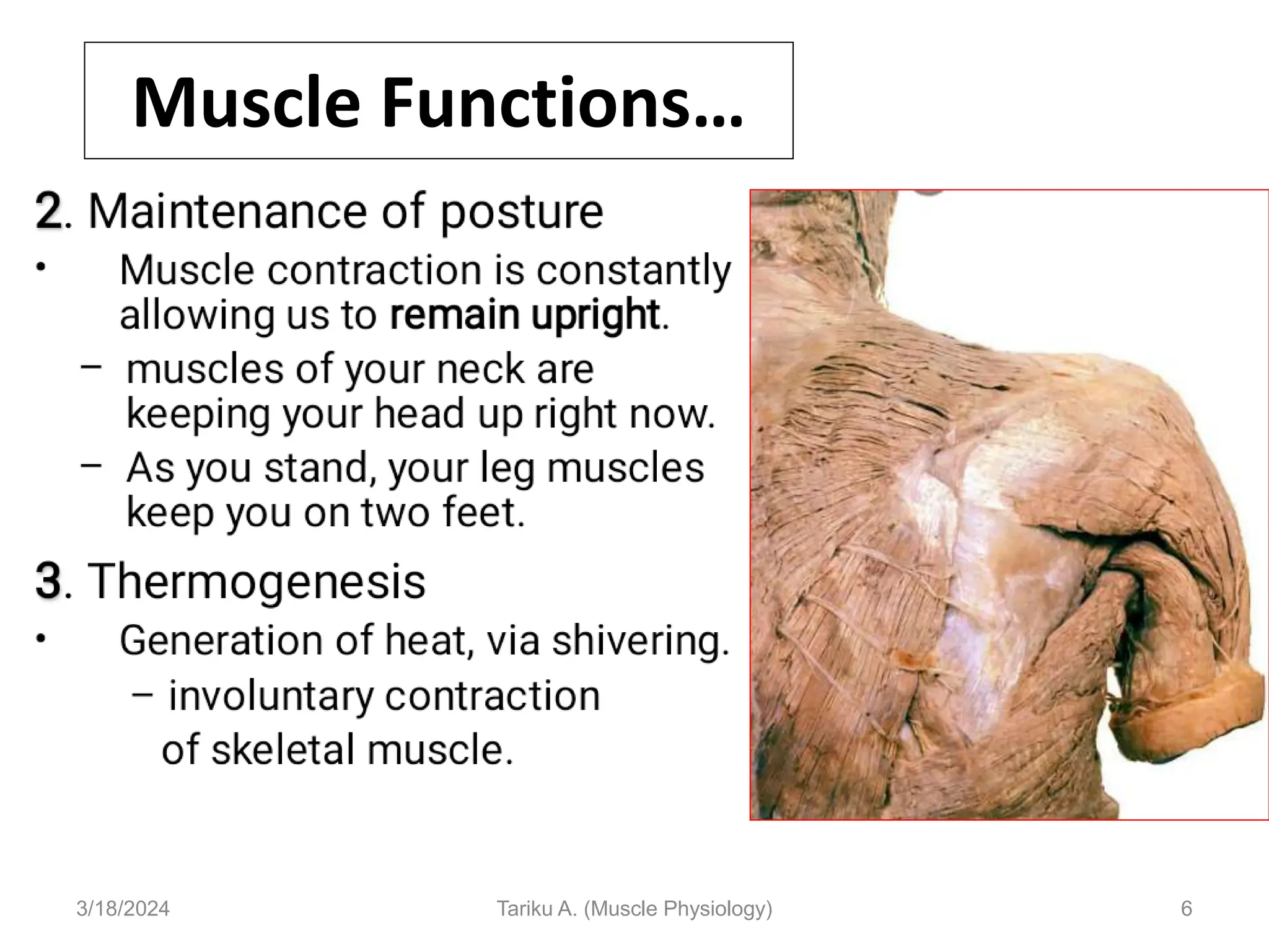 Muscle Physiology muscle is important tissue in maintenance of body ...