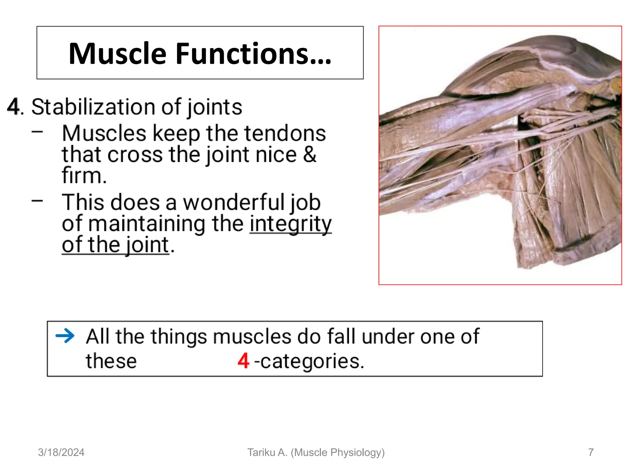 Muscle Physiology muscle is important tissue in maintenance of body ...