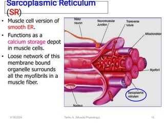 Muscle Physiology muscle is important tissue in maintenance of body ...