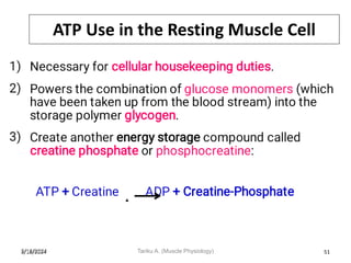 Muscle Physiology muscle is important tissue in maintenance of body ...