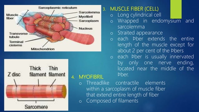 MUSCLE PHYSIOLOGY 1 | PPT