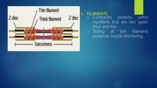 MUSCLE PHYSIOLOGY 1 | PPTX