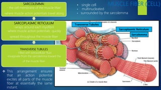 MUSCLE PHYSIOLOGY 1 | PPTX