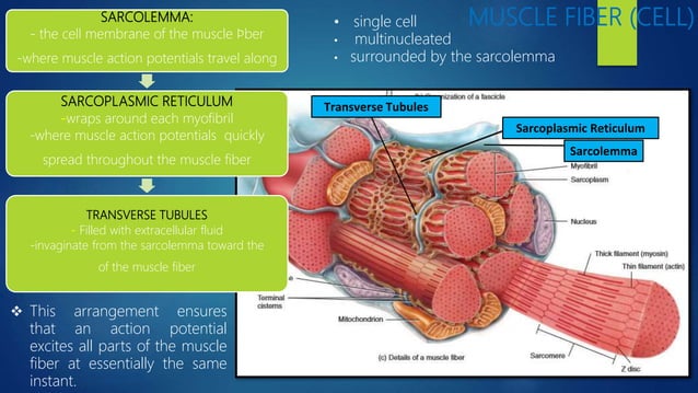 MUSCLE PHYSIOLOGY 1 | PPT