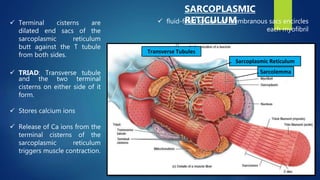 MUSCLE PHYSIOLOGY 1 | PPT
