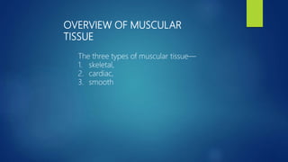 MUSCLE PHYSIOLOGY 1 | PPT