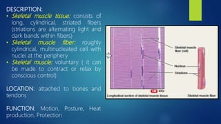 MUSCLE PHYSIOLOGY 1 | PPT