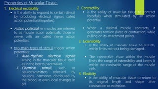 MUSCLE PHYSIOLOGY 1 | PPT