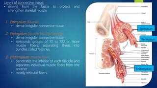 MUSCLE PHYSIOLOGY 1 | PPTX