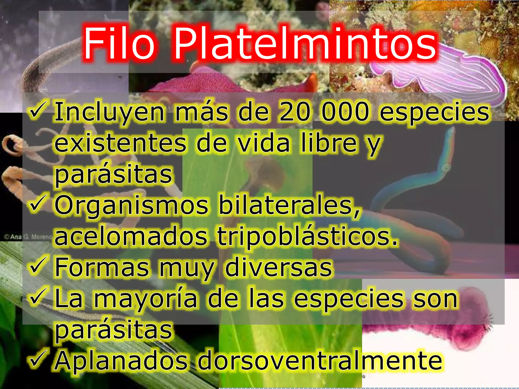 Filo platelmintos: carcaterísticas y clasificación | PPT