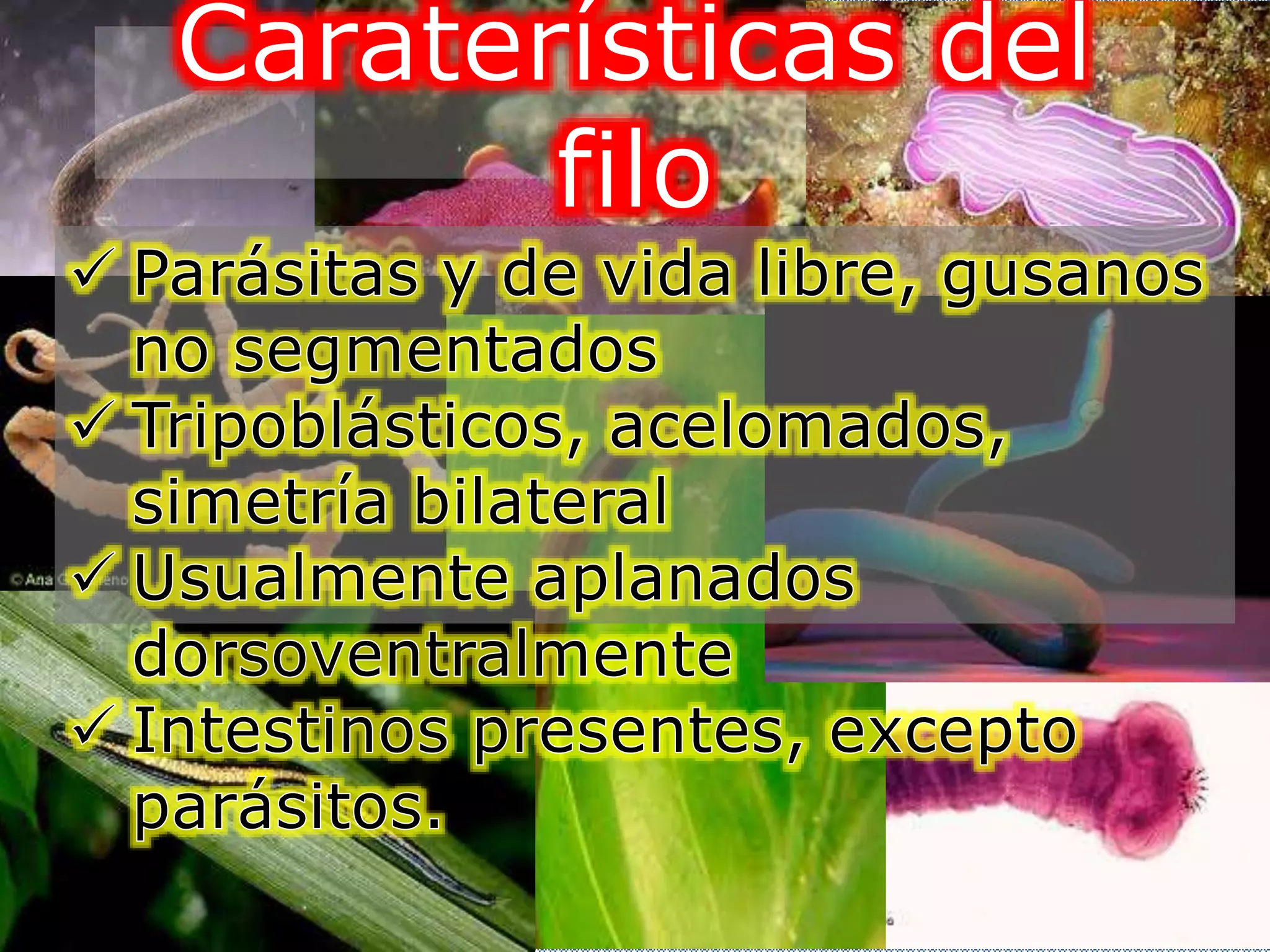 Filo platelmintos: carcaterísticas y clasificación | PPT