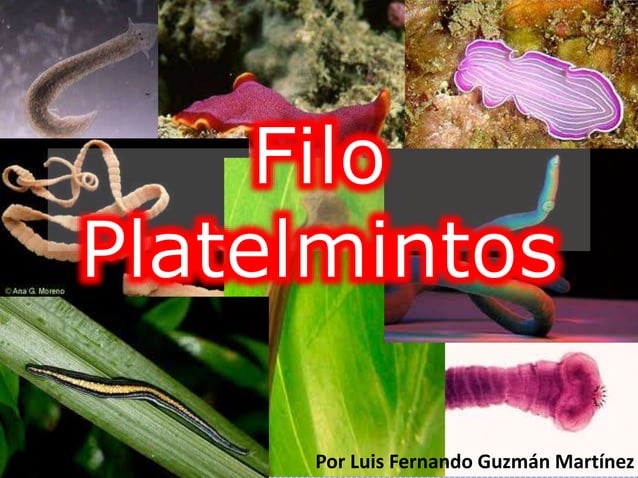 Filo platelmintos: carcaterísticas y clasificación | PPT