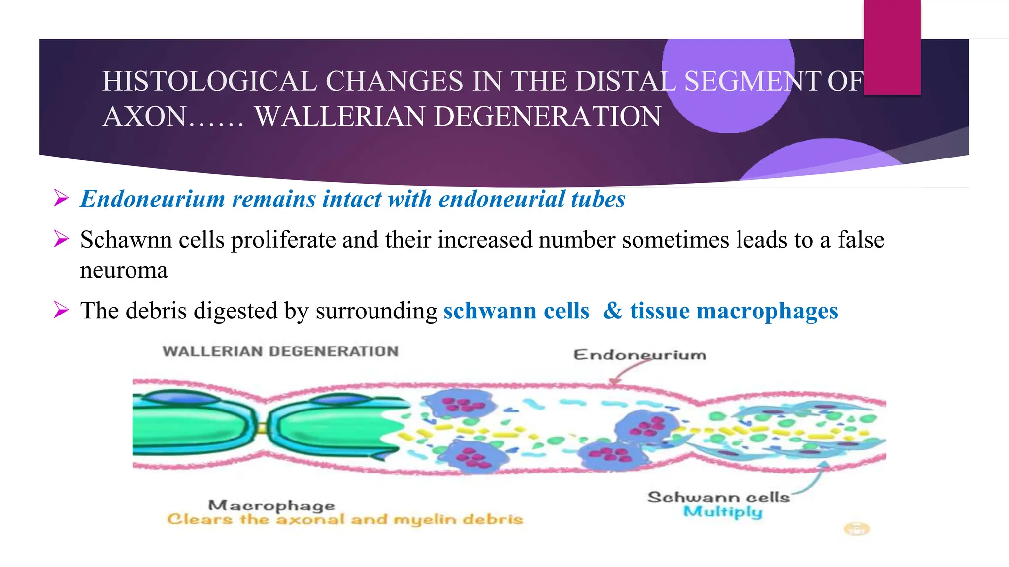 3 Nerve injury, degeneration Regeneration-.pptx