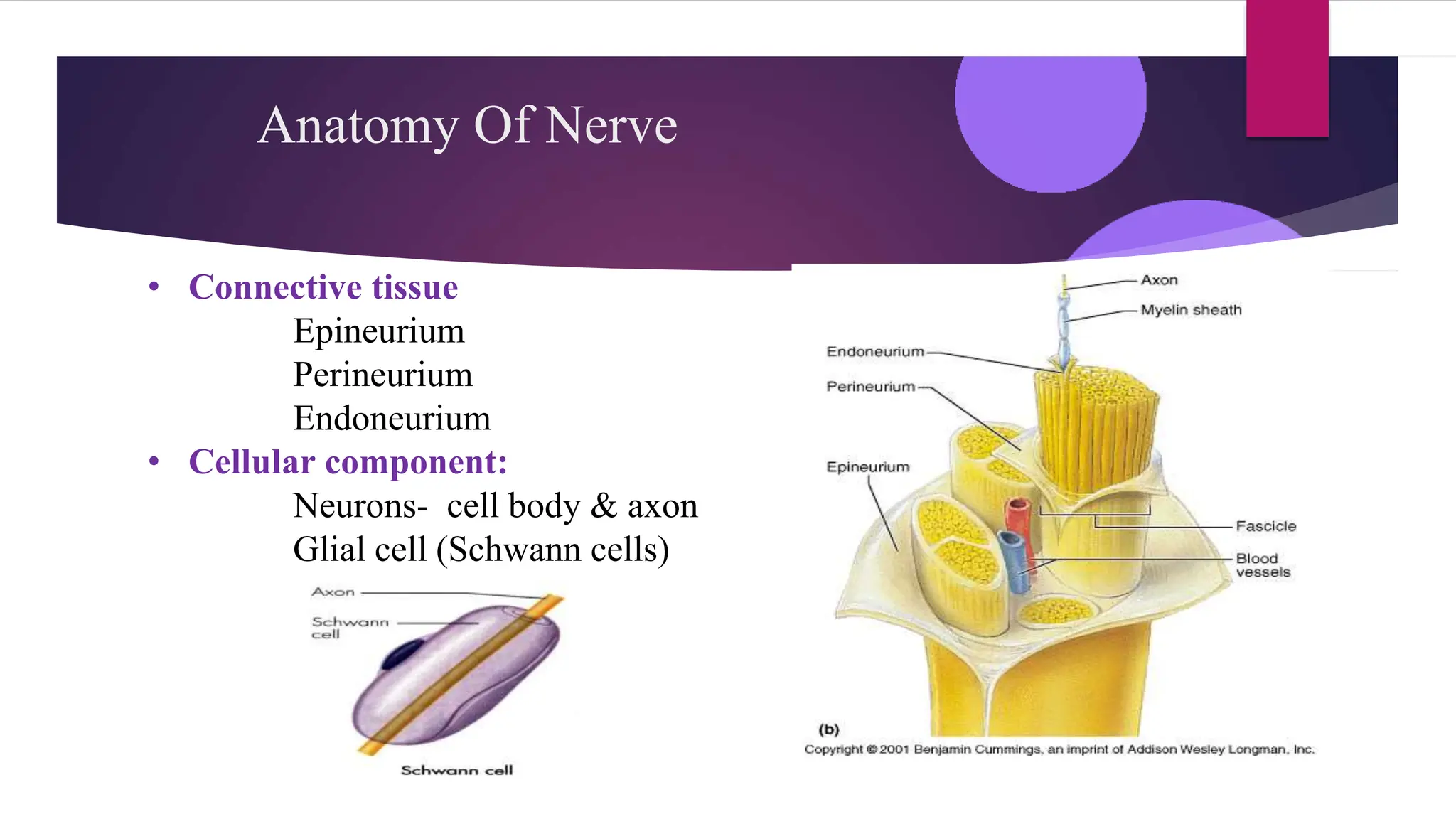 3 Nerve injury, degeneration Regeneration-.pptx