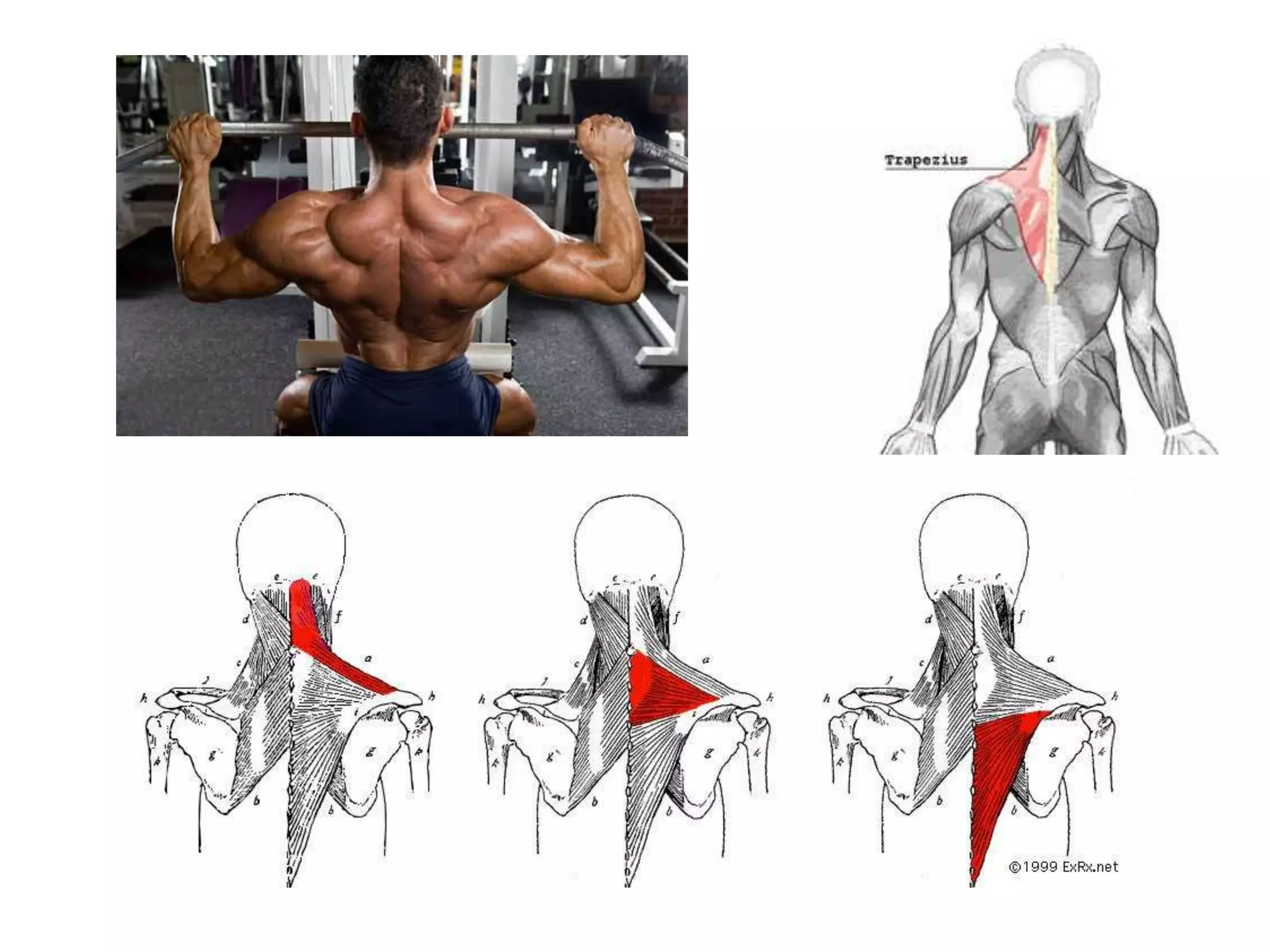 Upper limb muscles | PPTX
