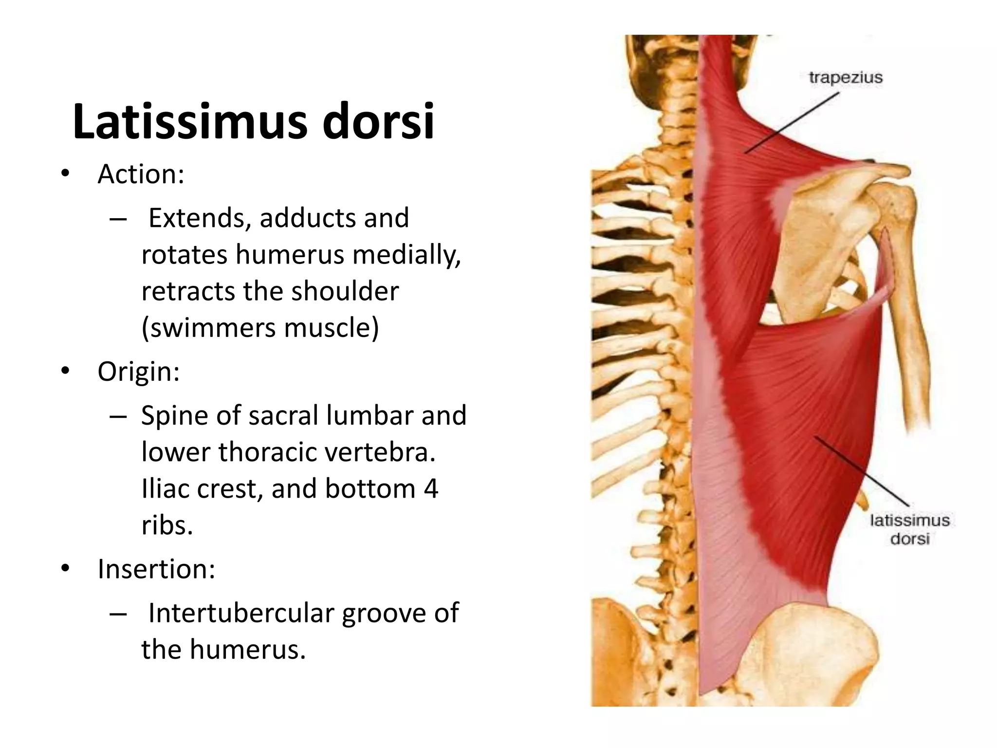 Upper limb muscles | PPTX