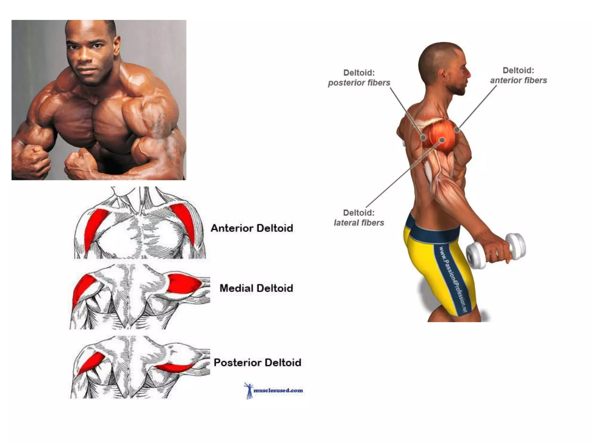 Upper limb muscles | PPTX