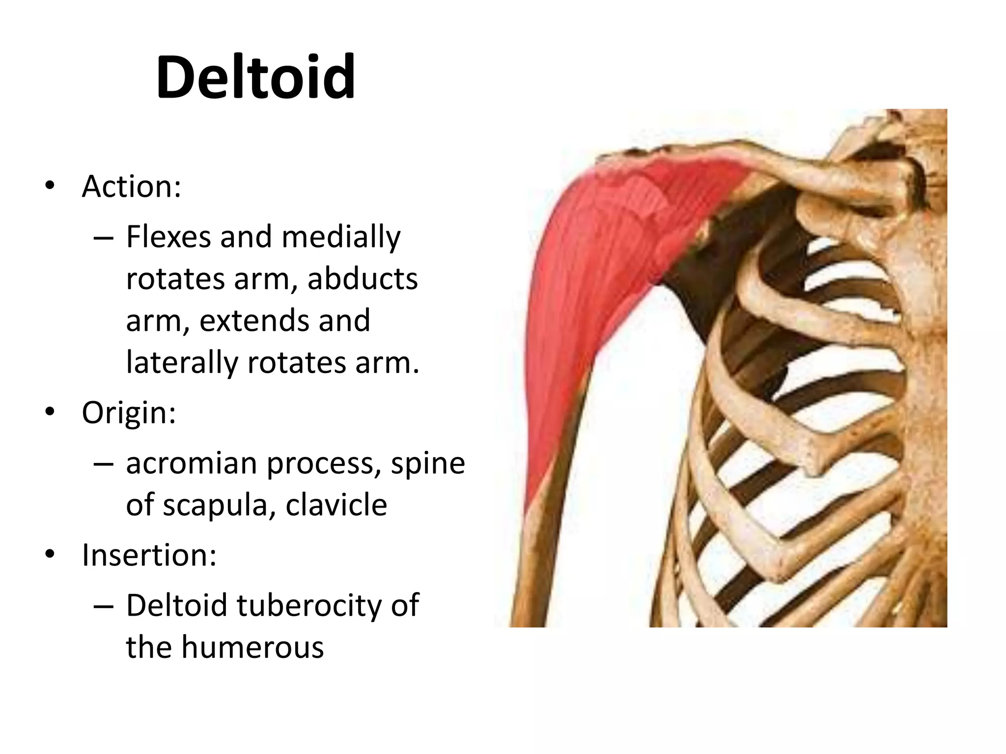 Upper limb muscles | PPTX