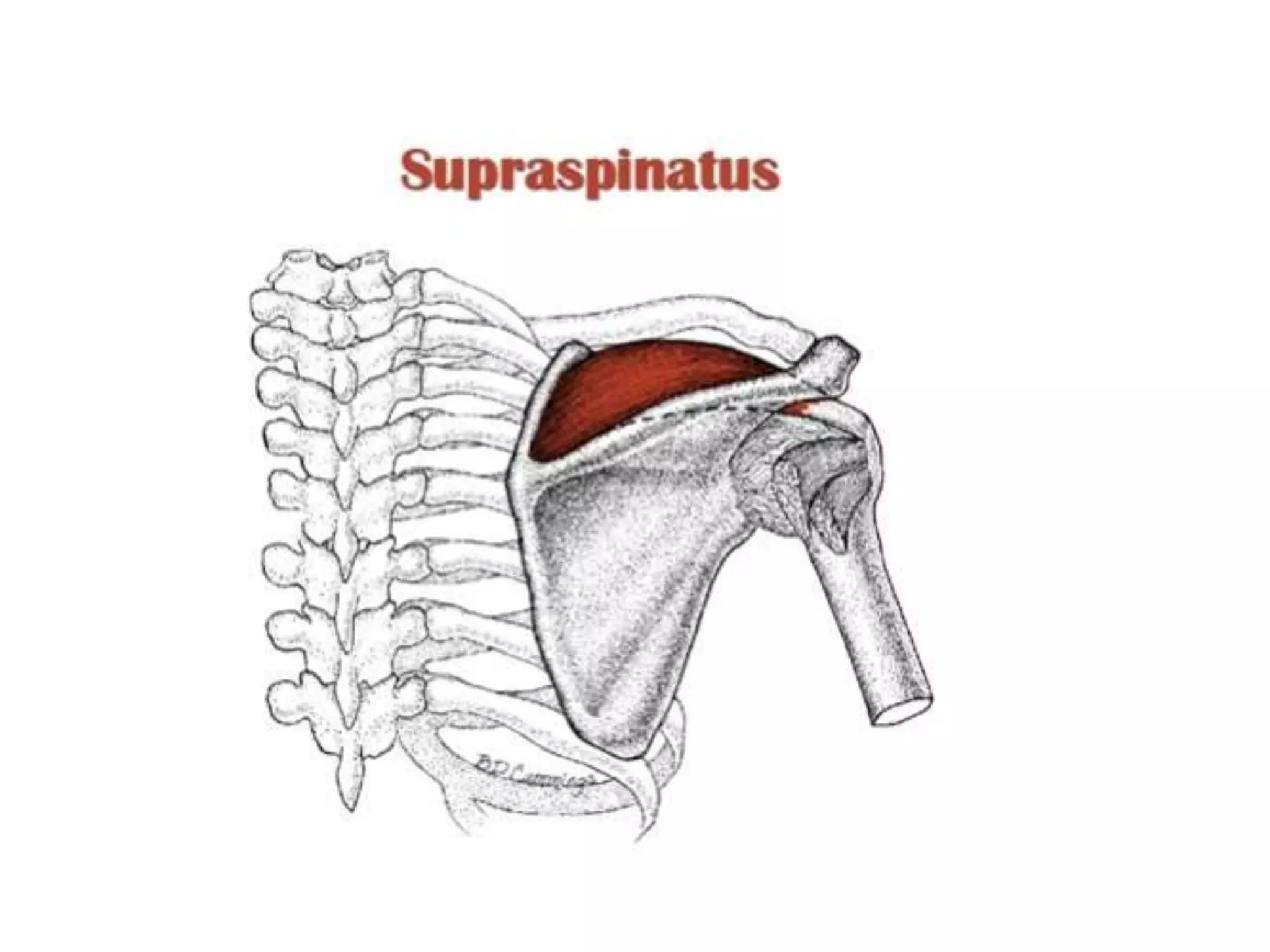 Upper limb muscles | PPTX