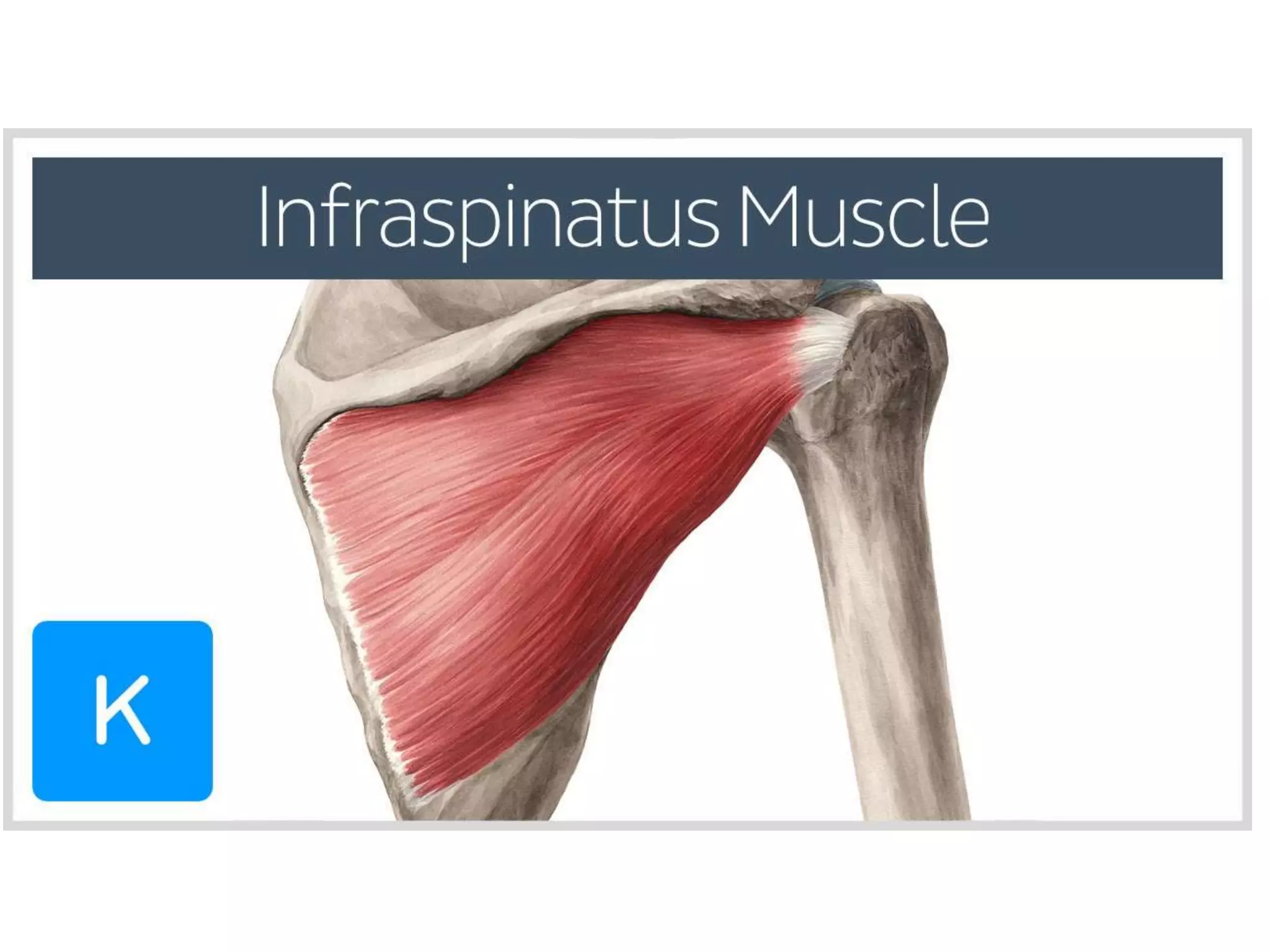Upper limb muscles | PPTX